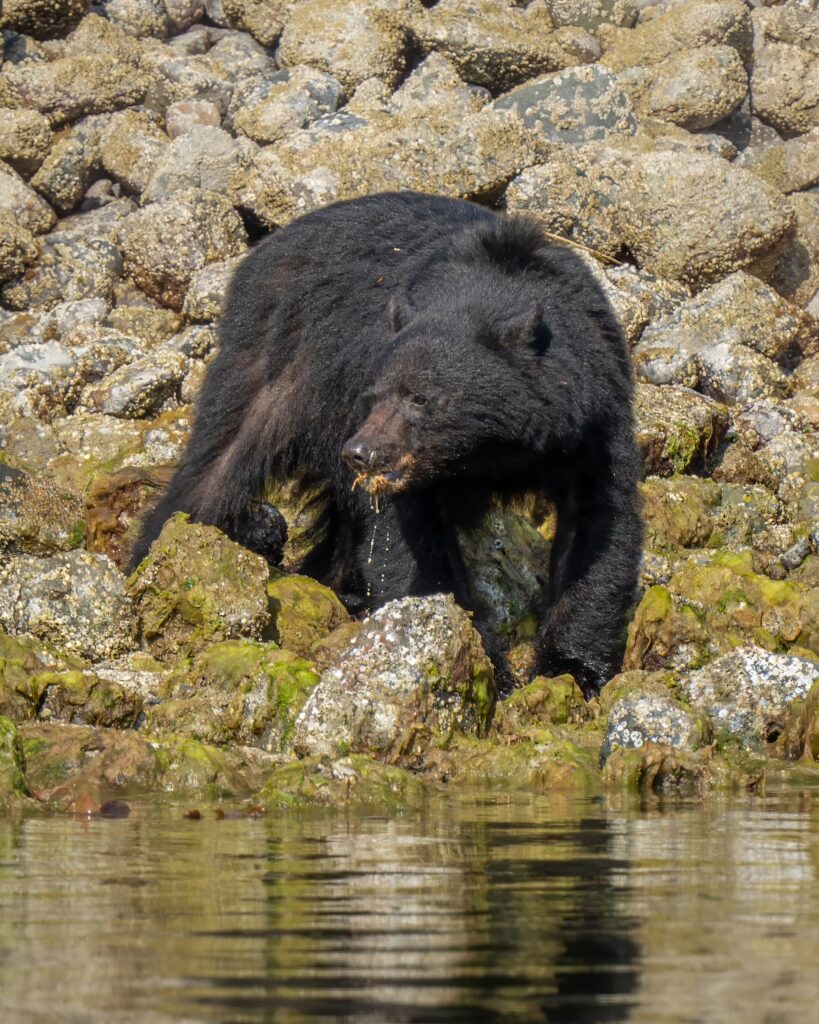 2026 Shorebirds and Black Bear Tour - Canada Bird Tours